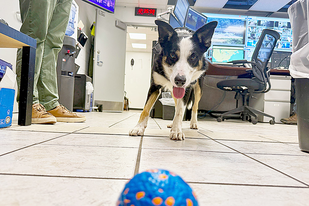 Airport Pup Patrol | News, Sports, Jobs - Altoona Mirror